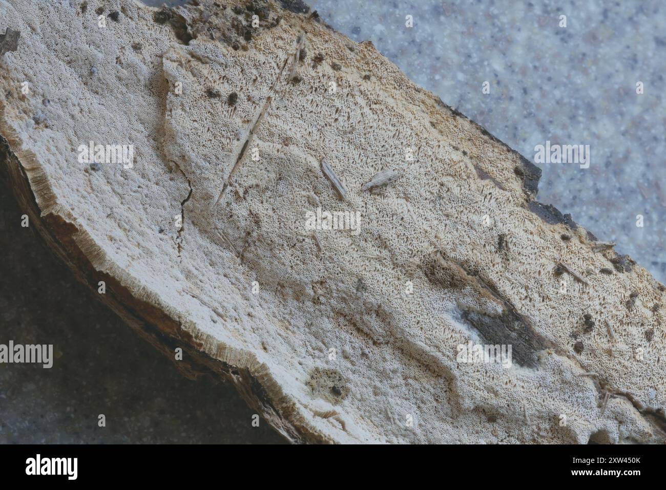 (Xylodon flaviporus) Fungi Stock Photo - Alamy