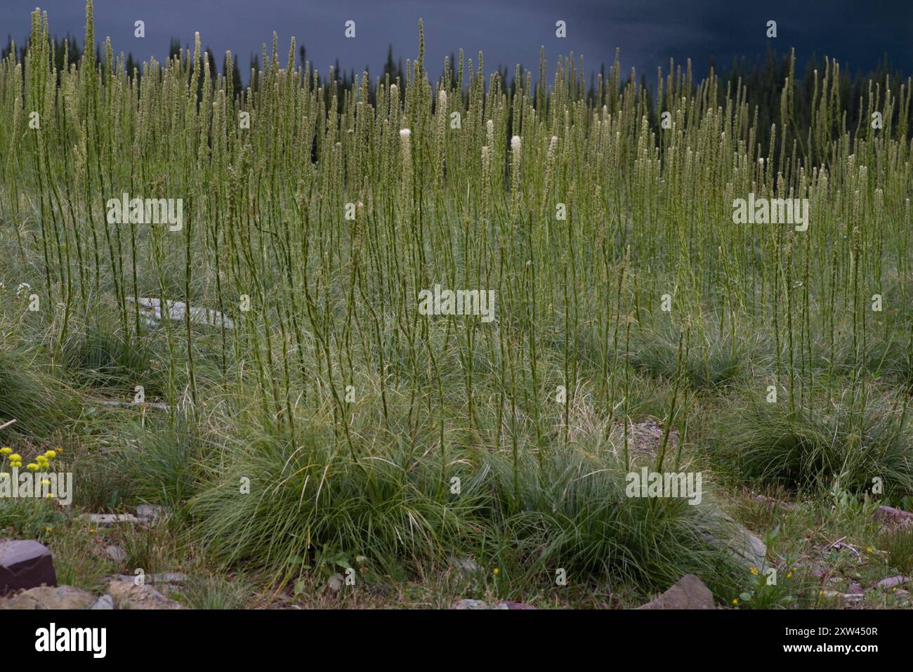 common beargrass (Xerophyllum tenax) Plantae Stock Photo - Alamy