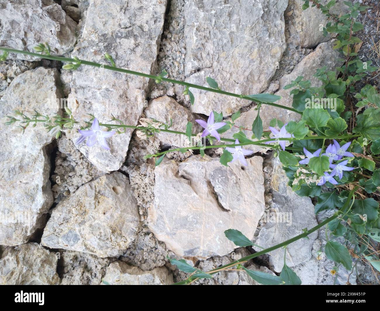 Chimney Bellflower (Campanula pyramidalis) Plantae Stock Photo - Alamy