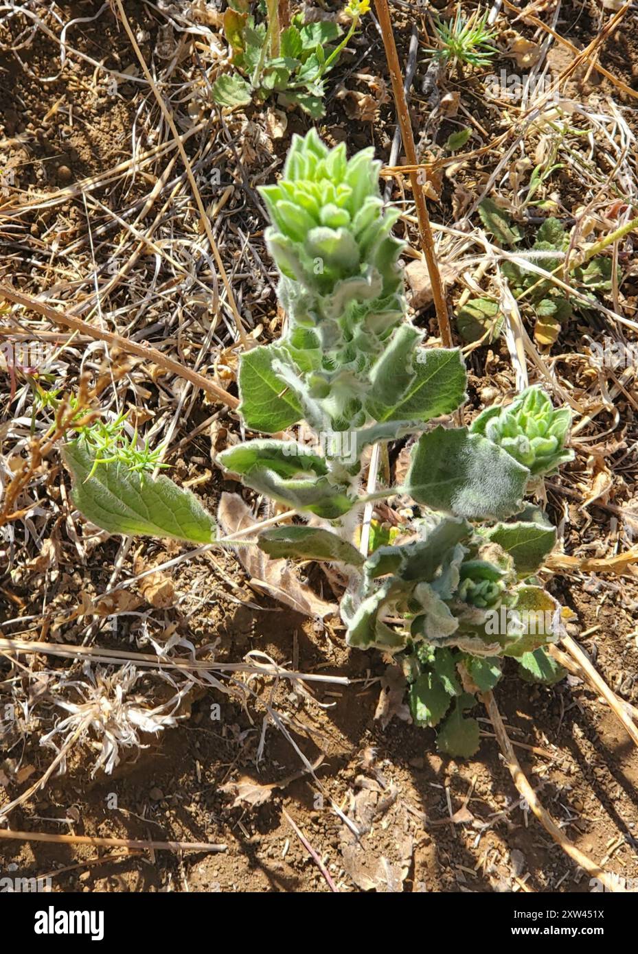 Telegraphweed (Heterotheca grandiflora) Plantae Stock Photo - Alamy