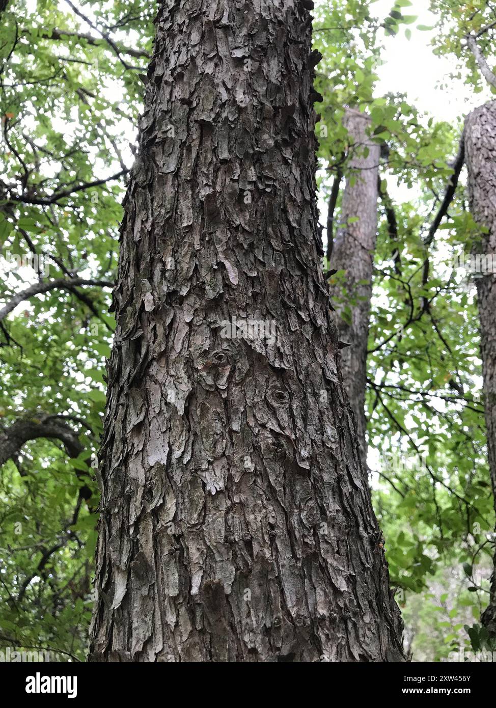 Cedar Elm (Ulmus crassifolia) Plantae Stock Photo - Alamy