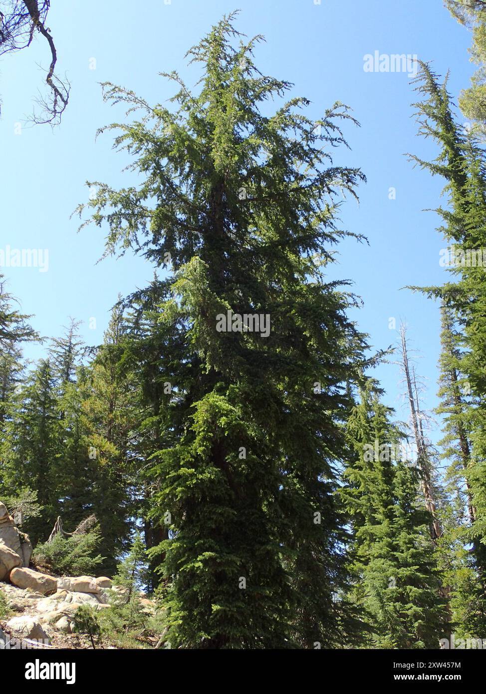 mountain hemlock (Tsuga mertensiana) Plantae Stock Photo - Alamy