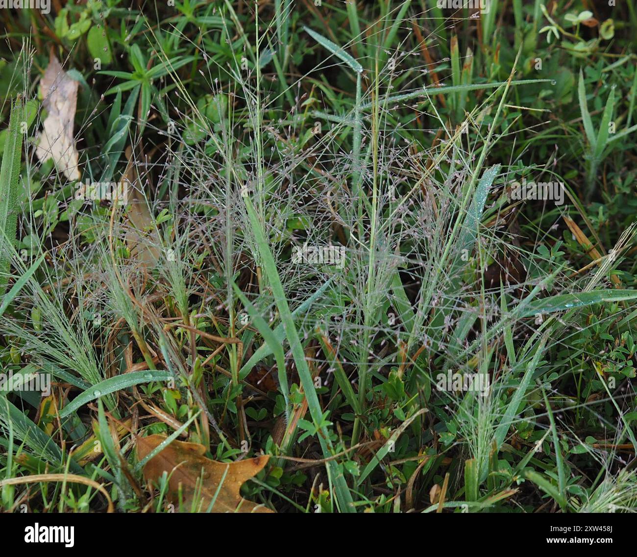 Purple lovegrass hi-res stock photography and images - Alamy