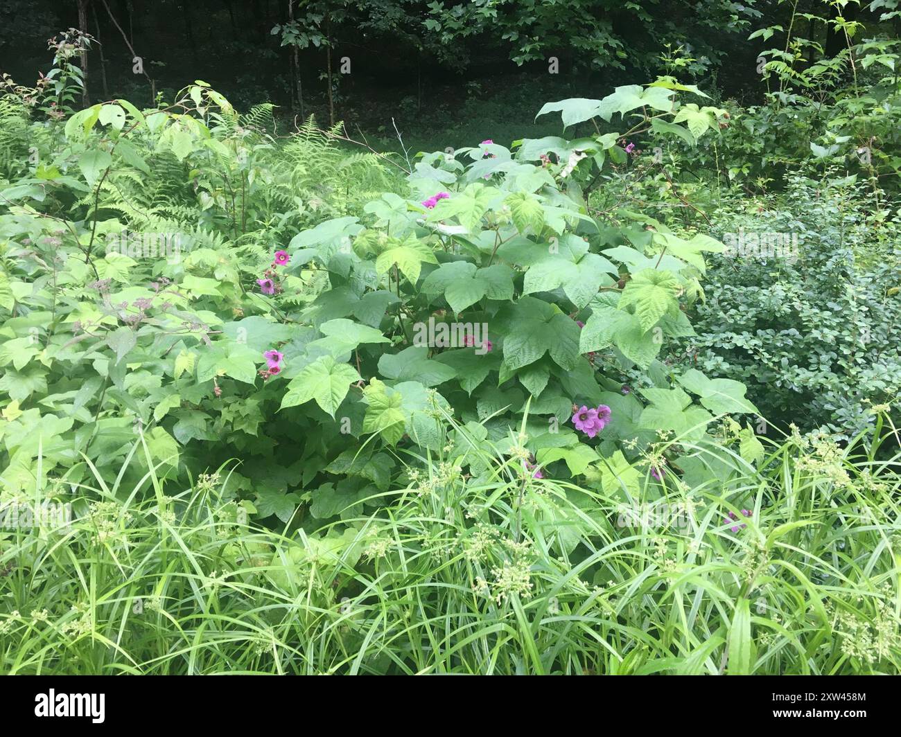 purple-flowered raspberry (Rubus odoratus) Plantae Stock Photo - Alamy