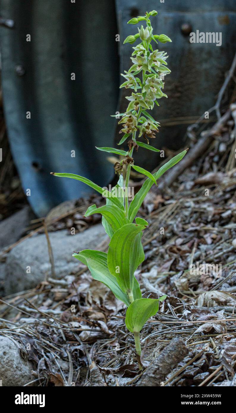 Broad-leaved helleborine (Epipactis helleborine) Plantae Stock Photo ...