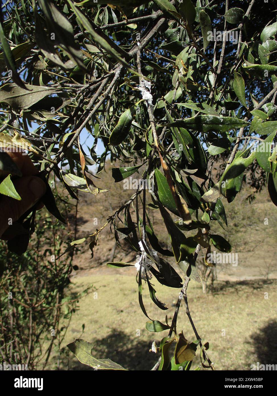 African olive (Olea europaea cuspidata) Plantae Stock Photo - Alamy