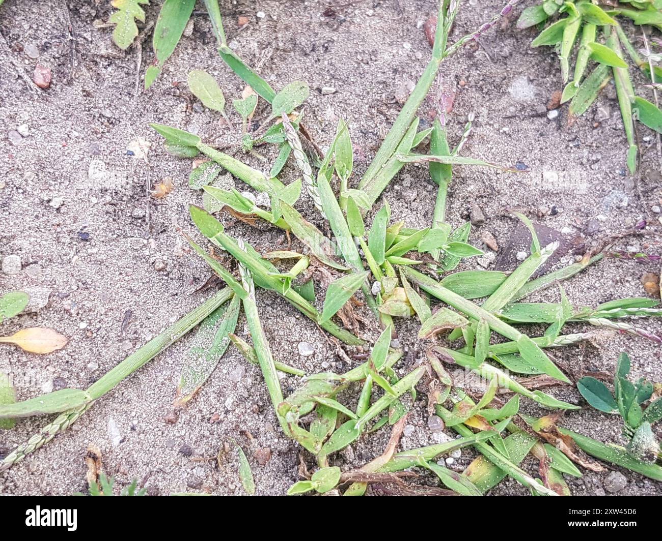 smooth crabgrass (Digitaria ischaemum) Plantae Stock Photo - Alamy