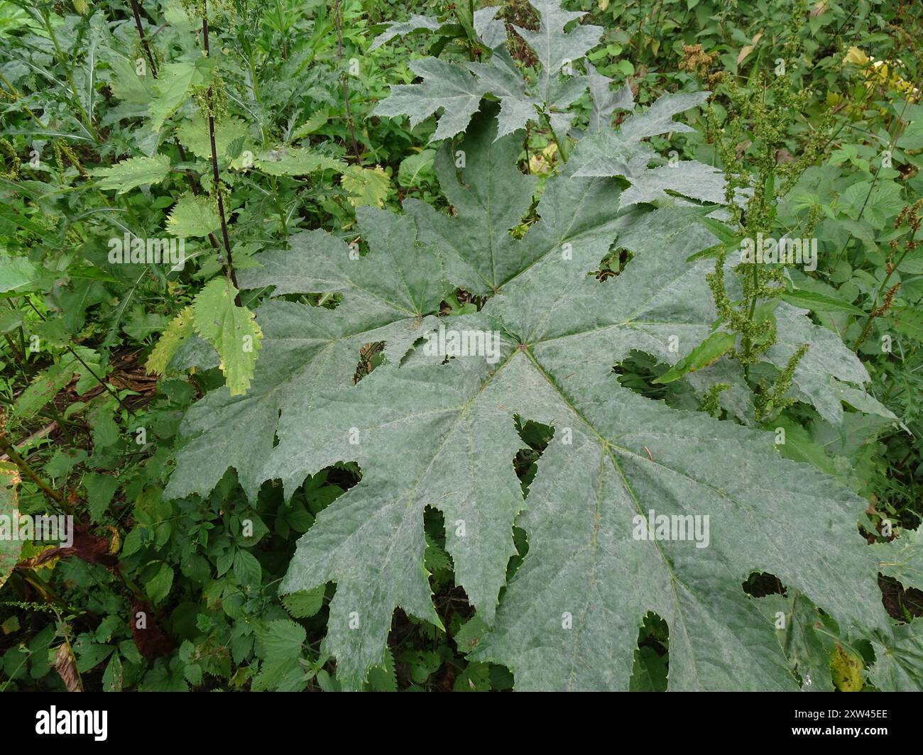 Giant Hogweed (Heracleum mantegazzianum) Plantae Stock Photo - Alamy