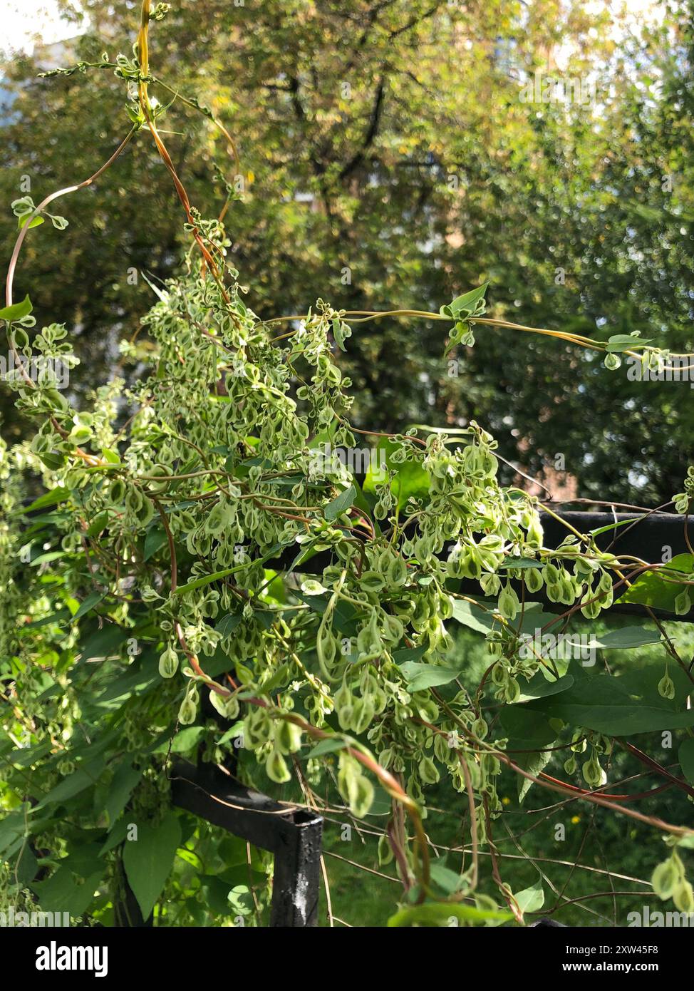 Copse-bindweed (Fallopia dumetorum) Plantae Stock Photo - Alamy