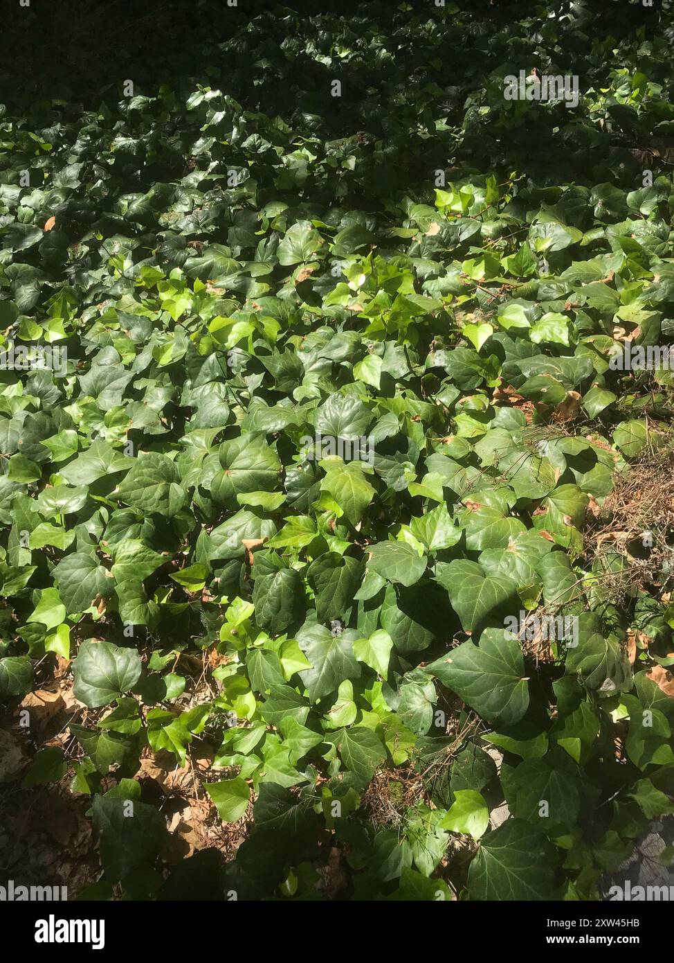 Canary Islands Ivy (Hedera canariensis) Plantae Stock Photo - Alamy