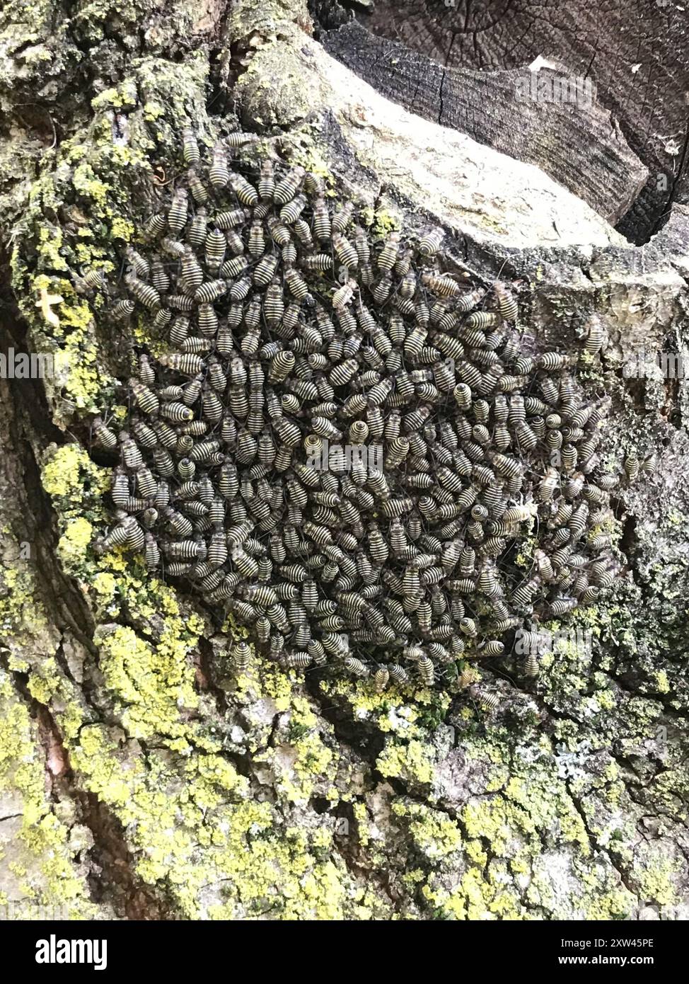 Tree Cattle (Cerastipsocus venosus) Insecta Stock Photo - Alamy