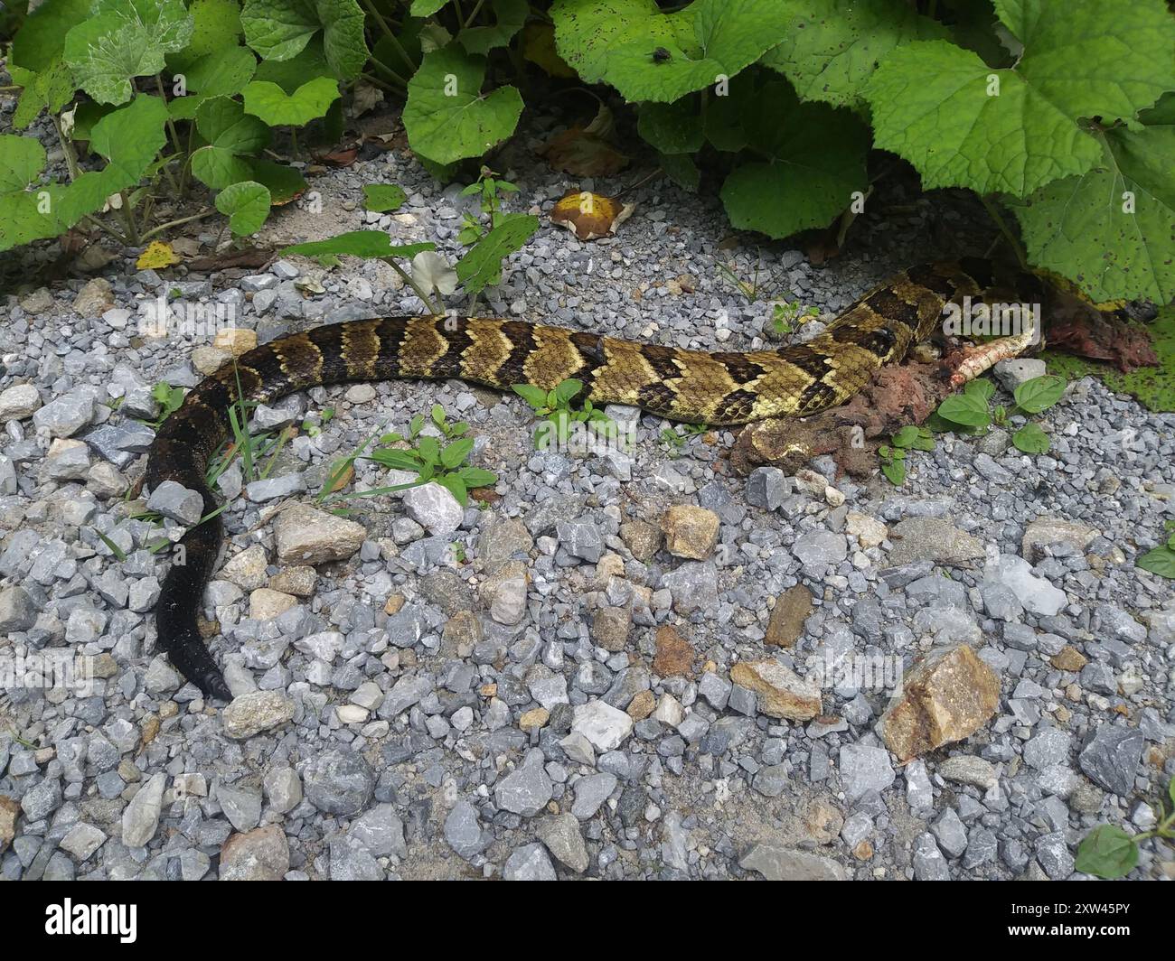 Timber Rattlesnake (Crotalus horridus) Reptilia Stock Photo - Alamy