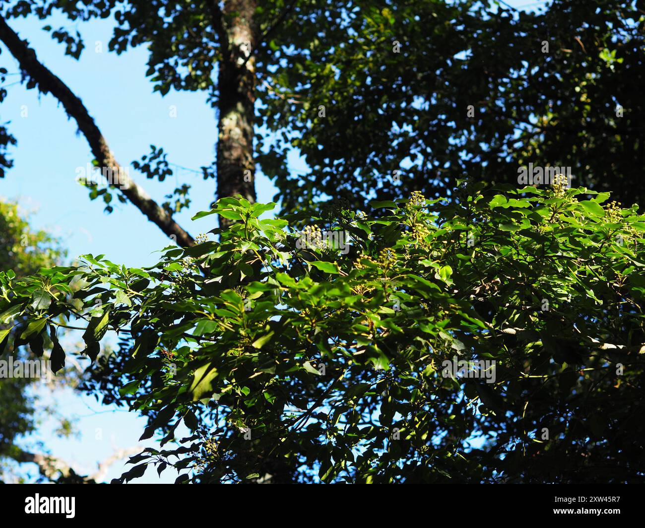Cartwheel Tree (Trochodendron aralioides) Plantae Stock Photo - Alamy