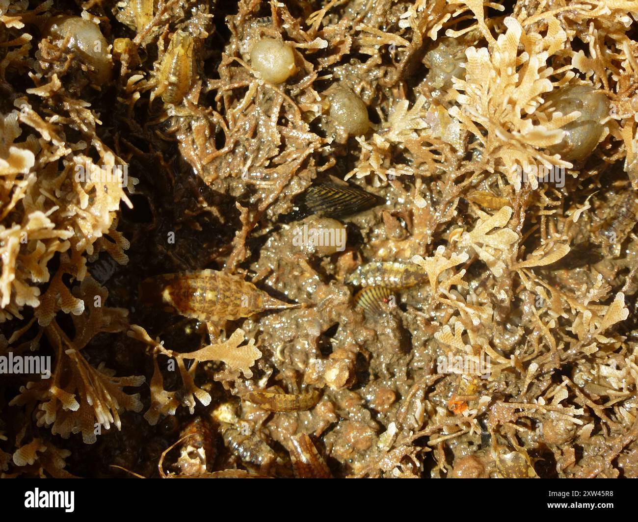 Hooked Mussel (Ischadium recurvum) Mollusca Stock Photo - Alamy