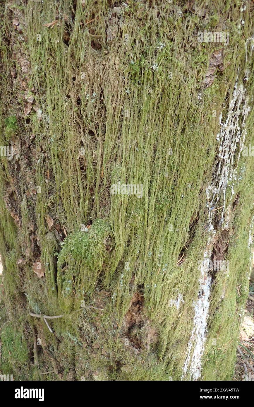 Cat's Tail Moss (Pseudisothecium stoloniferum) Plantae Stock Photo - Alamy