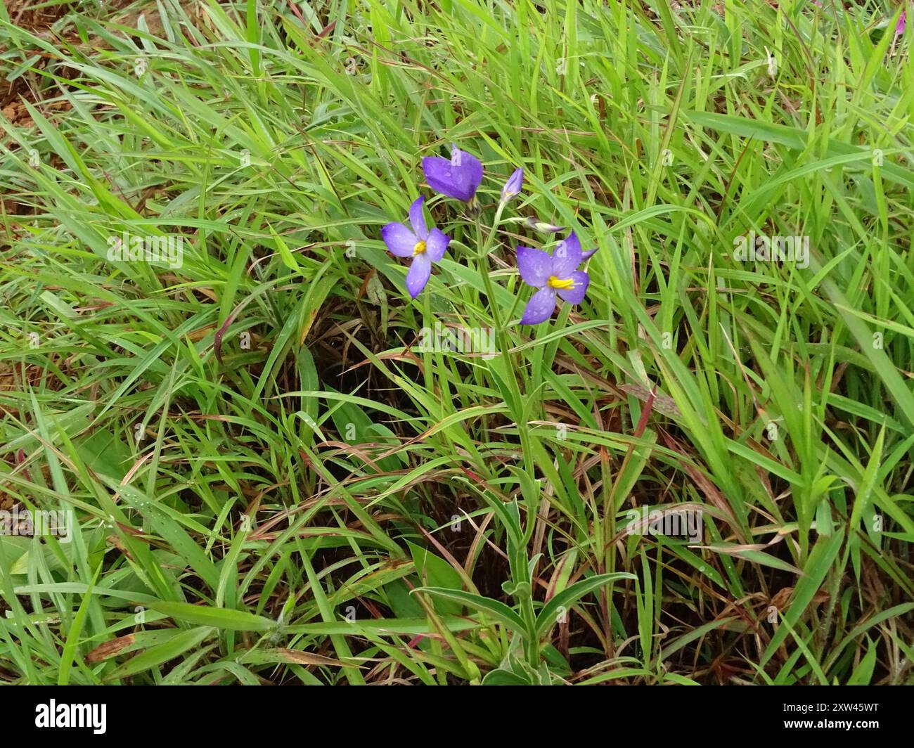 Bicolor Persian violet (Exacum tetragonum) Plantae Stock Photo - Alamy