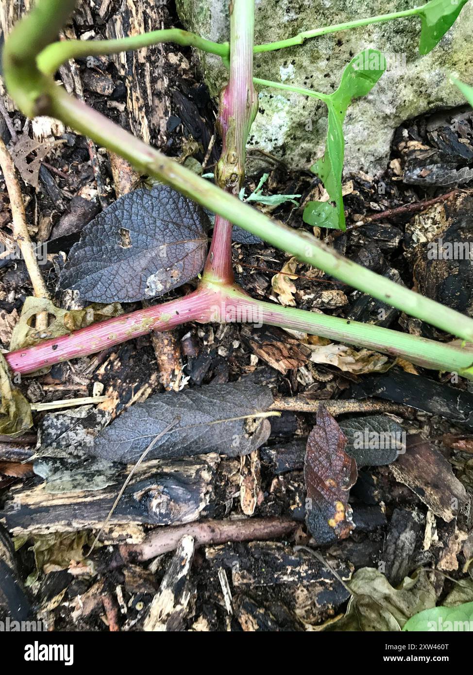 Wild Four o'Clock (Mirabilis nyctaginea) Plantae Stock Photo - Alamy