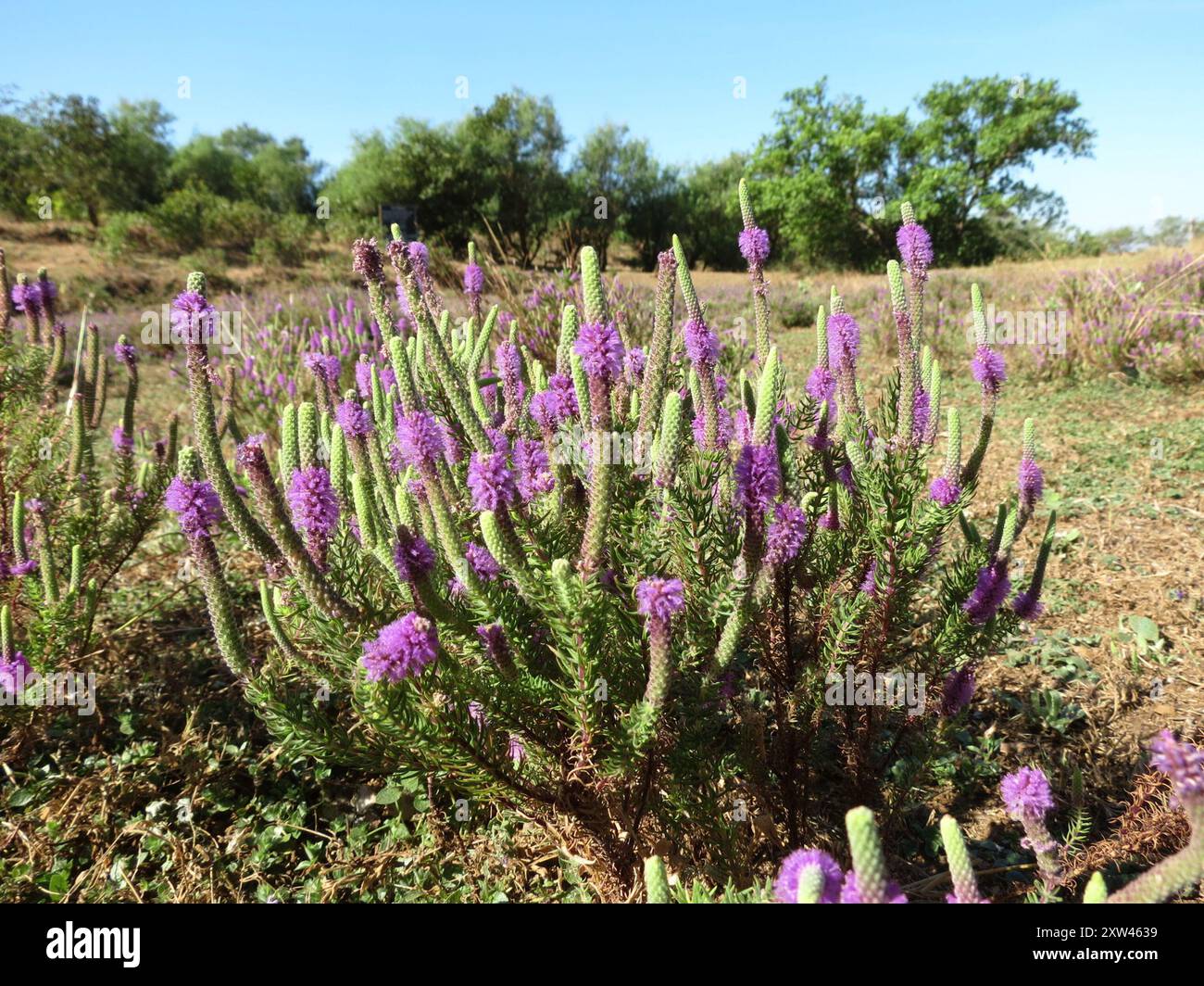 jambhli manjiri (Pogostemon deccanensis) Plantae Stock Photo - Alamy