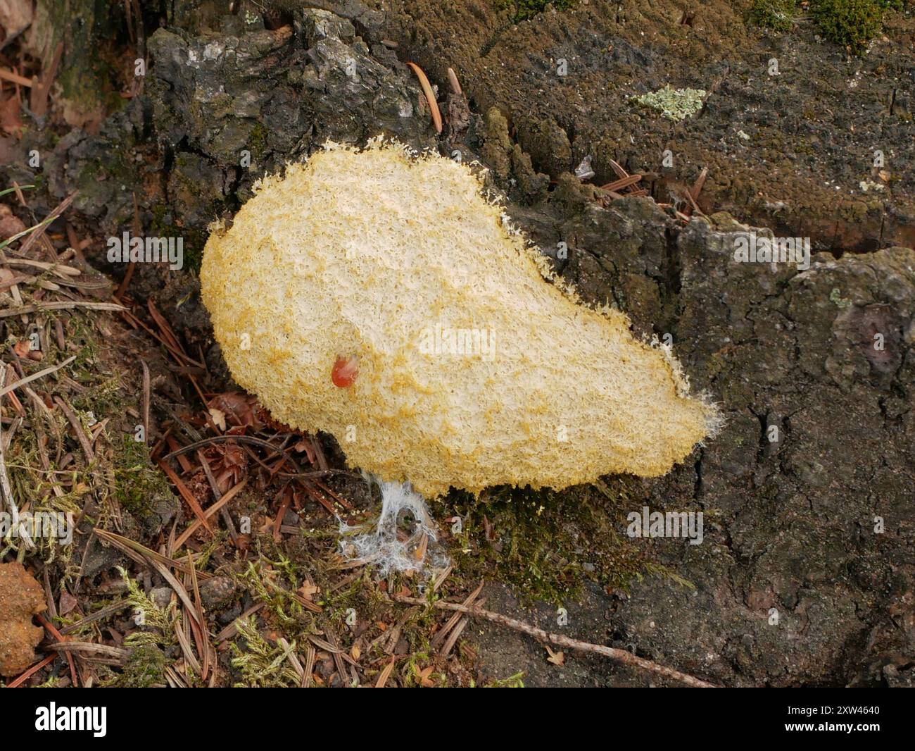 Dog Vomit Slime Mold (Fuligo septica) Protozoa Stock Photo - Alamy
