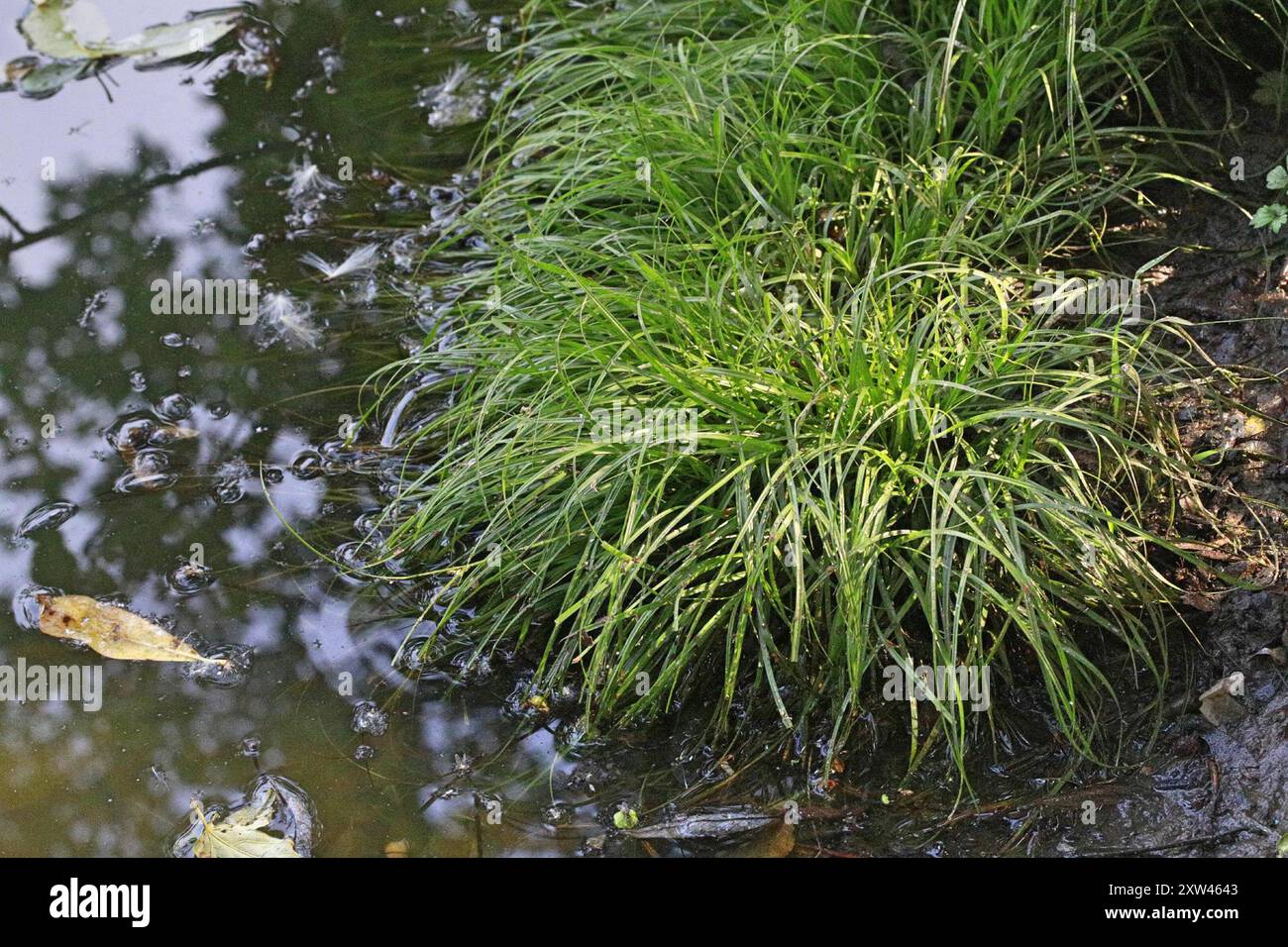 Remote Sedge (Carex remota) Plantae Stock Photo - Alamy