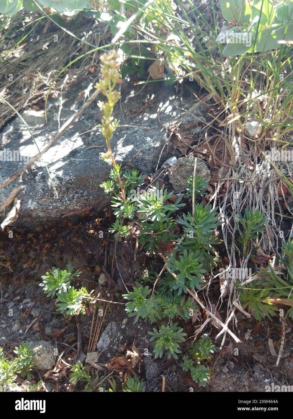 Partridgefoot (Luetkea pectinata) Plantae Stock Photo - Alamy