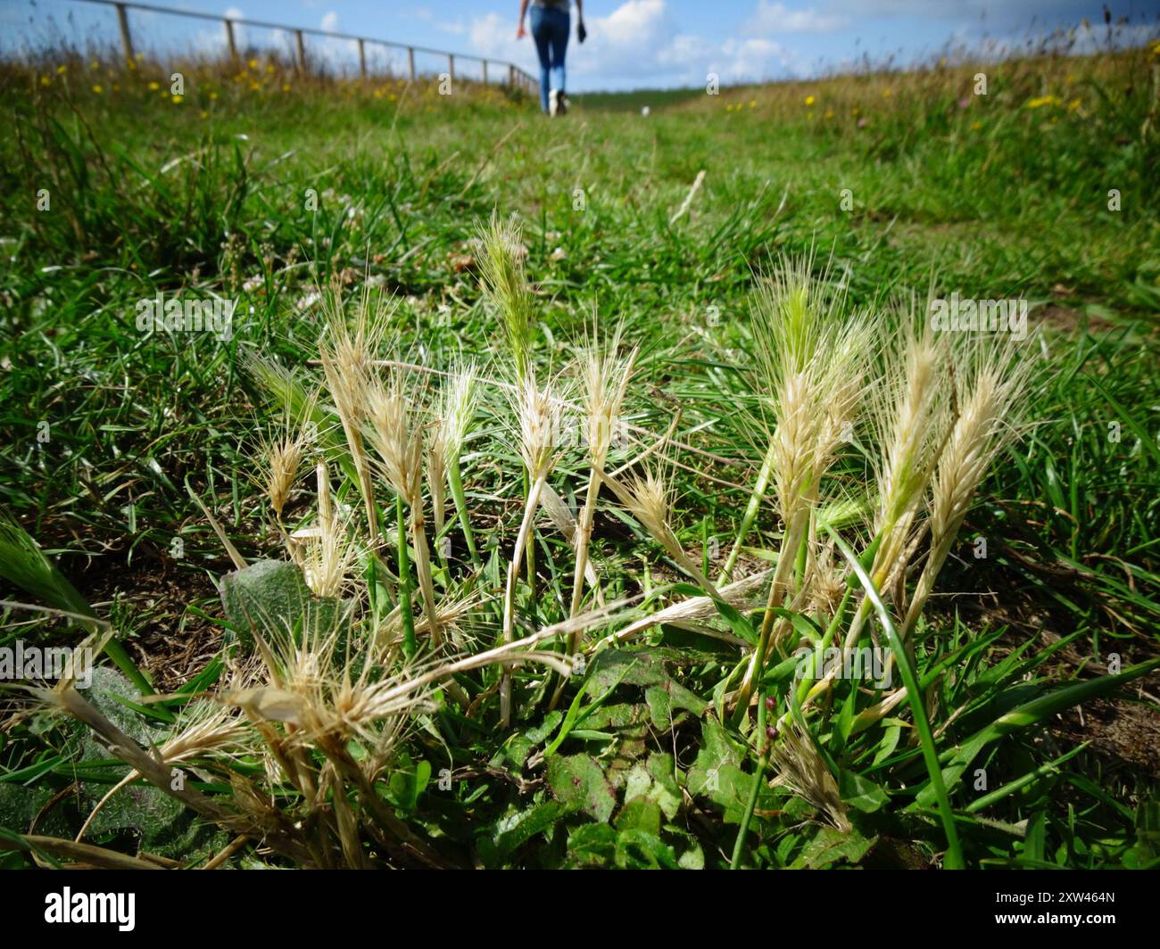 wall barley (Hordeum murinum) Plantae Stock Photo - Alamy