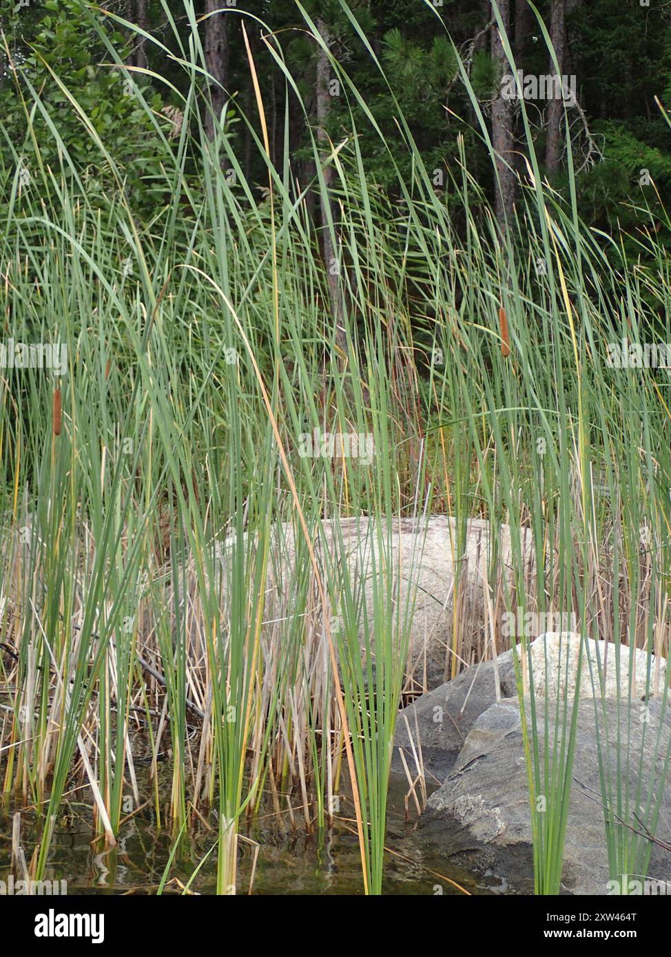 narrow-leaved cattail (Typha angustifolia) Plantae Stock Photo - Alamy