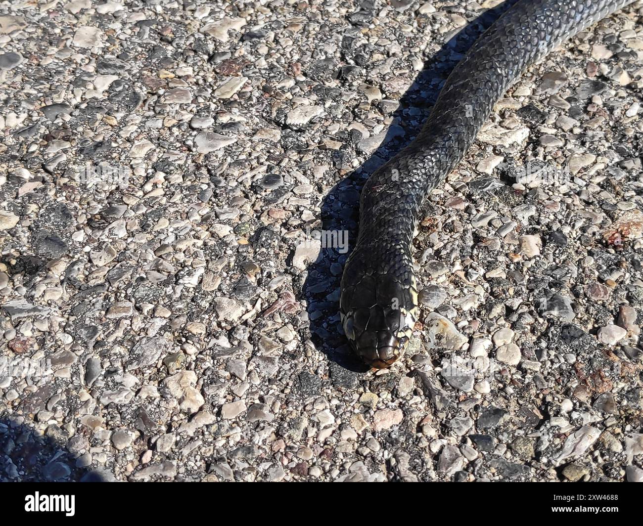Green Whip Snake (Hierophis viridiflavus) Reptilia Stock Photo - Alamy