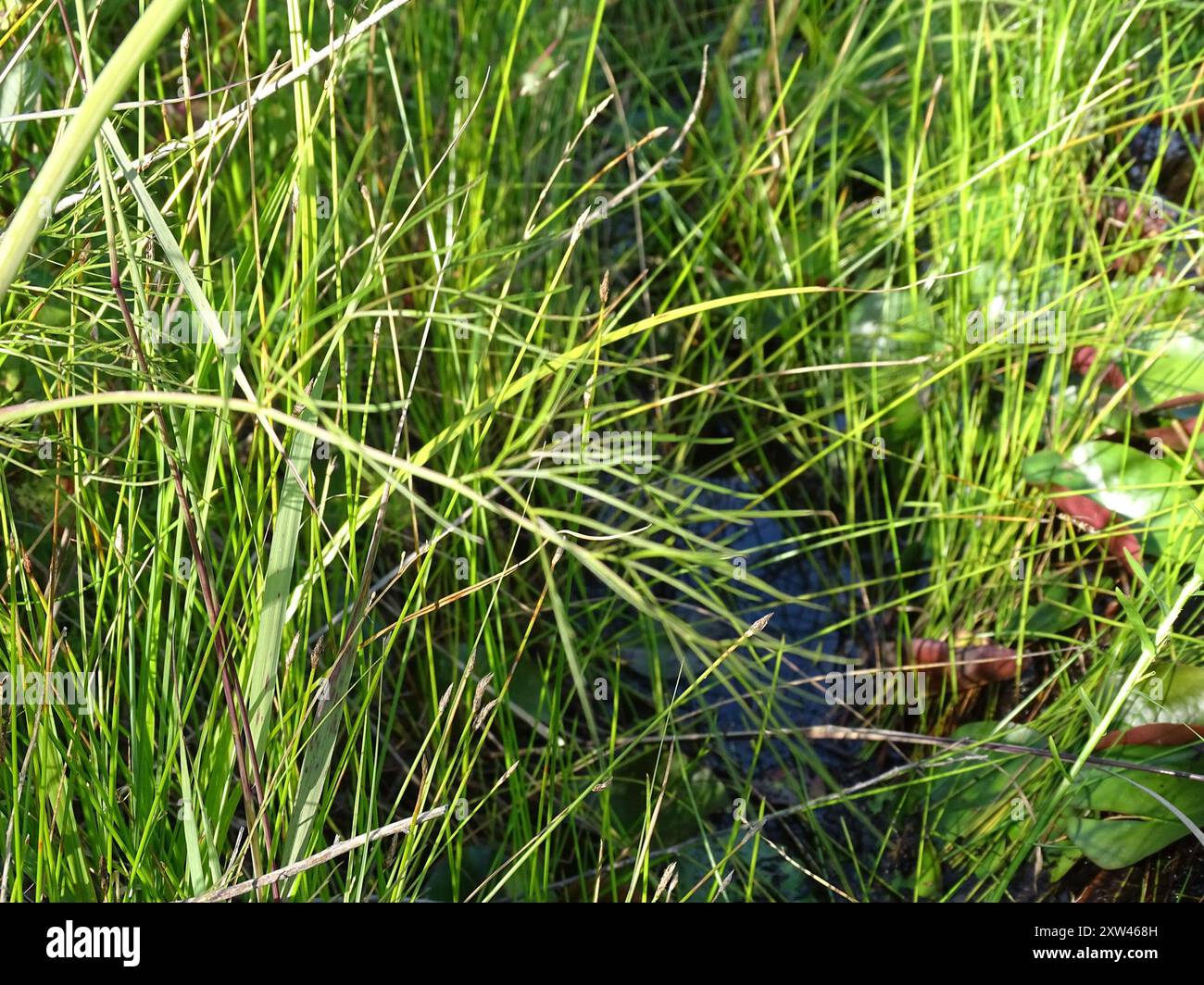 bulblet-bearing water hemlock (Cicuta bulbifera) Plantae Stock Photo ...