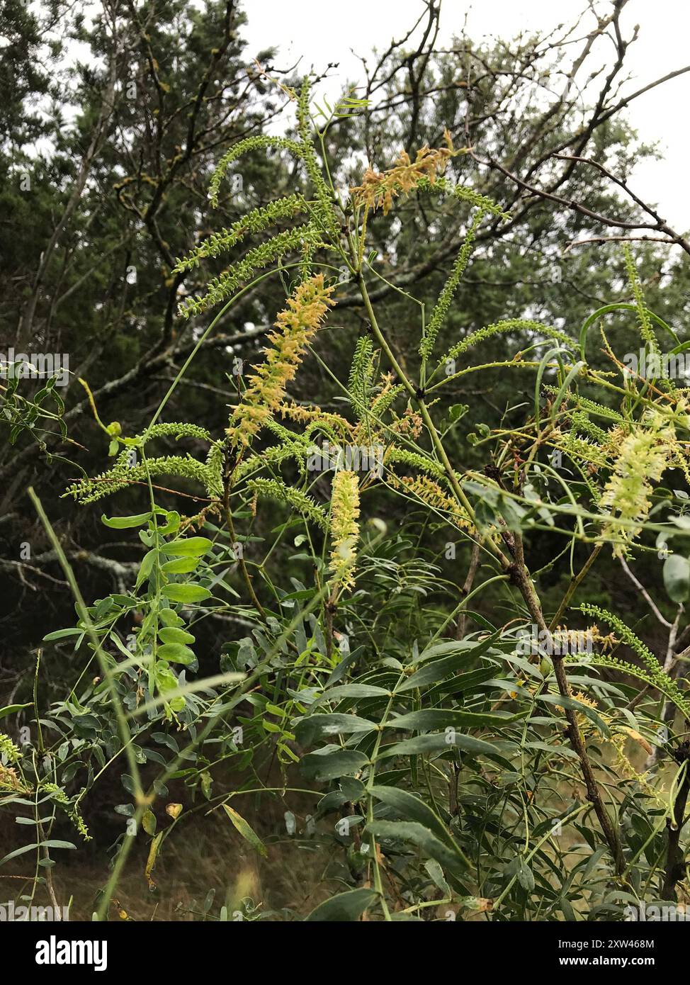 honey mesquite (Neltuma glandulosa) Plantae Stock Photo - Alamy