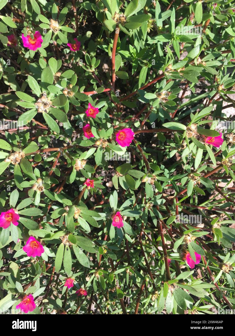Paraguayan Purslane (Portulaca amilis) Plantae Stock Photo - Alamy