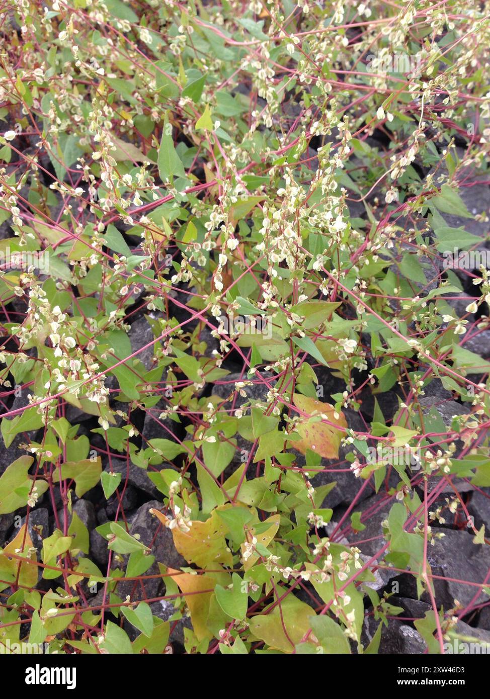 Copse-bindweed (Fallopia dumetorum) Plantae Stock Photo - Alamy
