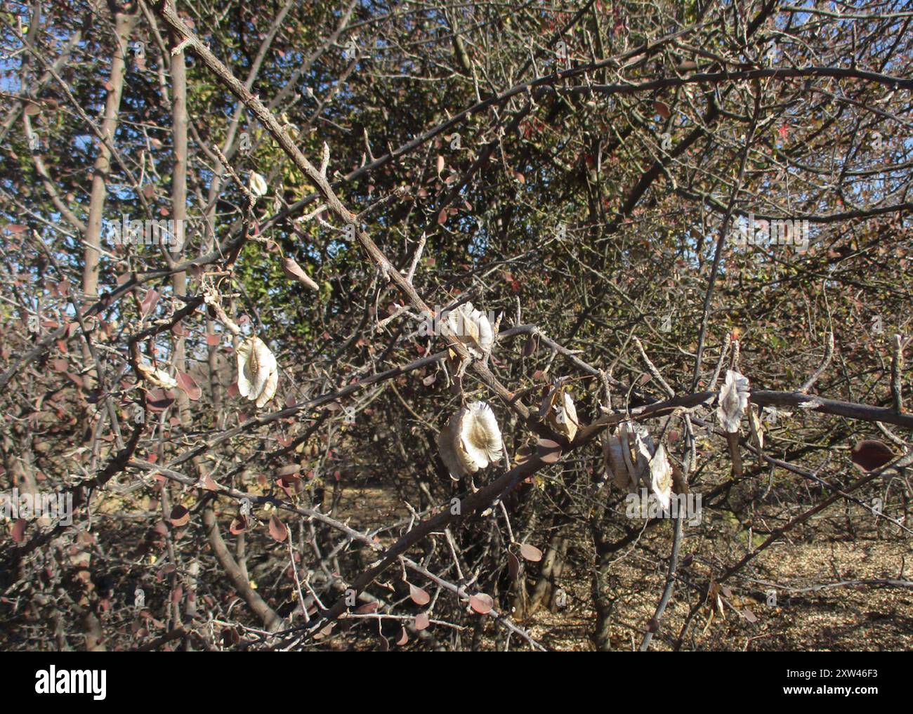 Terminalia prunioides hi-res stock photography and images - Alamy