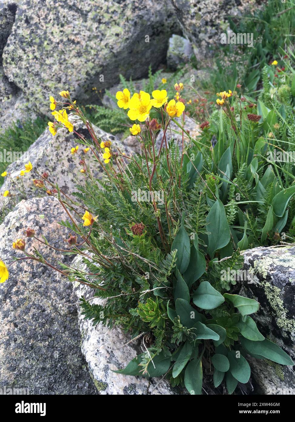 Ross' Avens (Geum rossii) Plantae Stock Photo - Alamy
