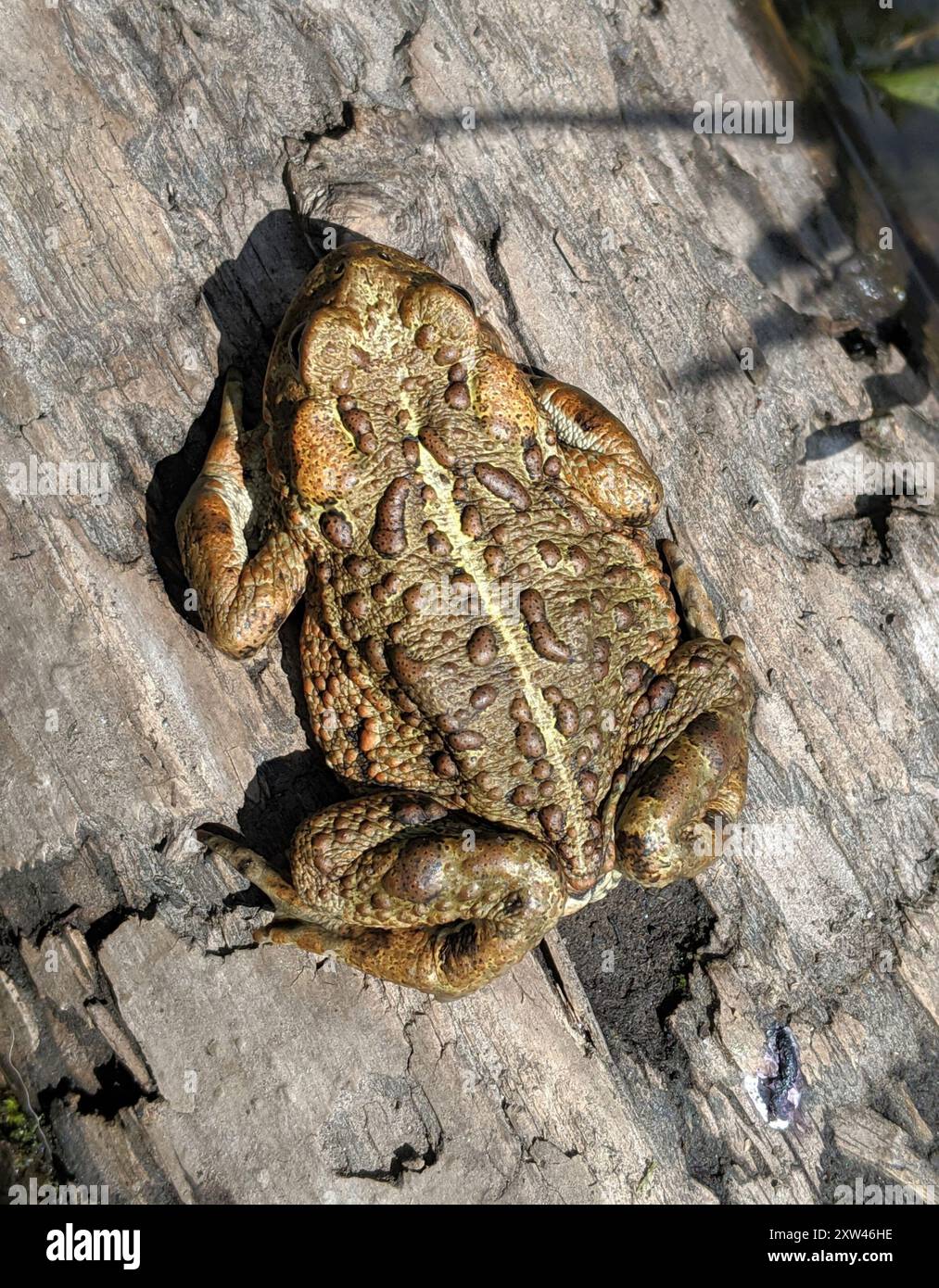 Western Toad (Anaxyrus boreas) Amphibia Stock Photo - Alamy