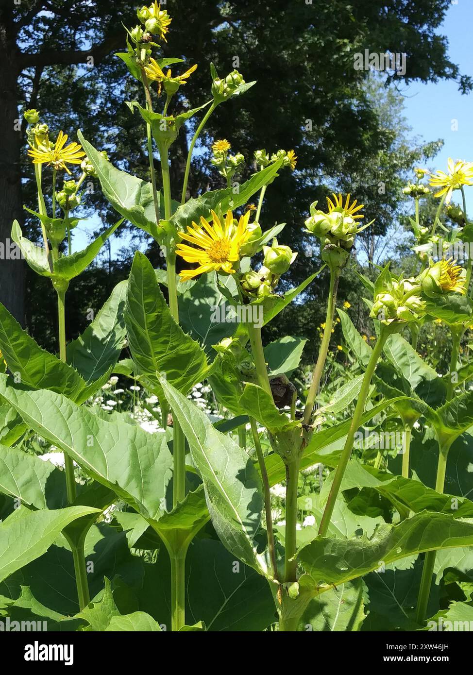 cup plant (Silphium perfoliatum) Plantae Stock Photo - Alamy
