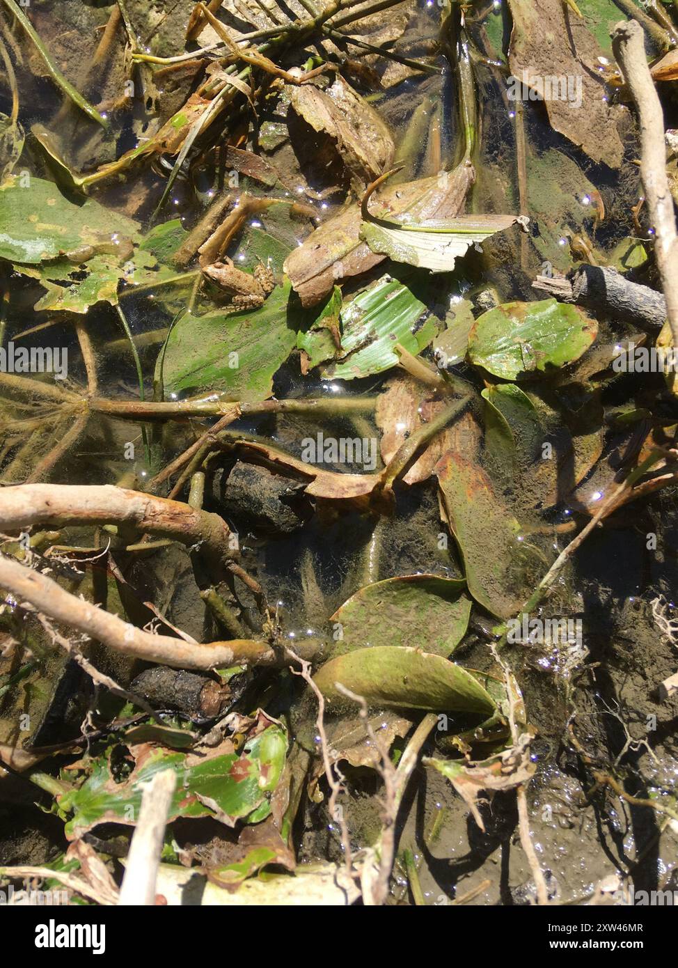 floating-leaved pondweed (Potamogeton natans) Plantae Stock Photo - Alamy