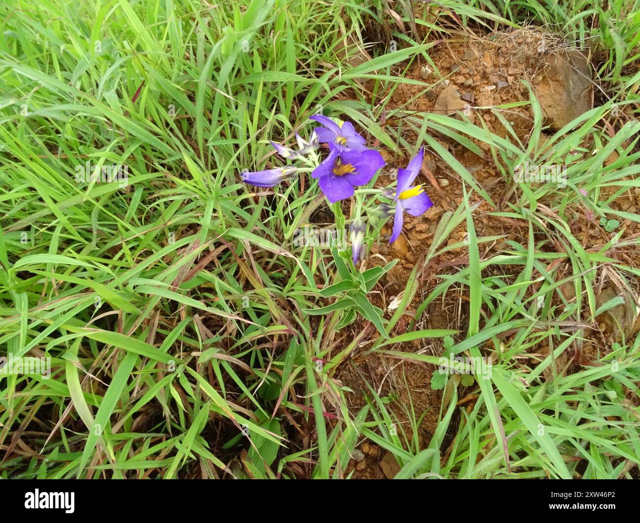 Bicolor Persian violet (Exacum tetragonum) Plantae Stock Photo - Alamy