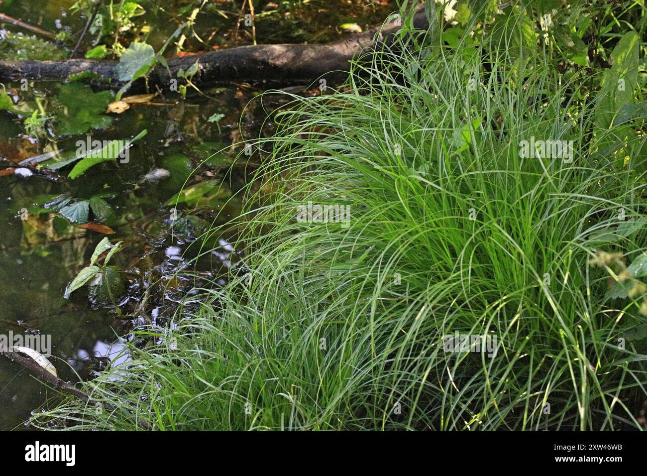 Remote Sedge (Carex remota) Plantae Stock Photo - Alamy