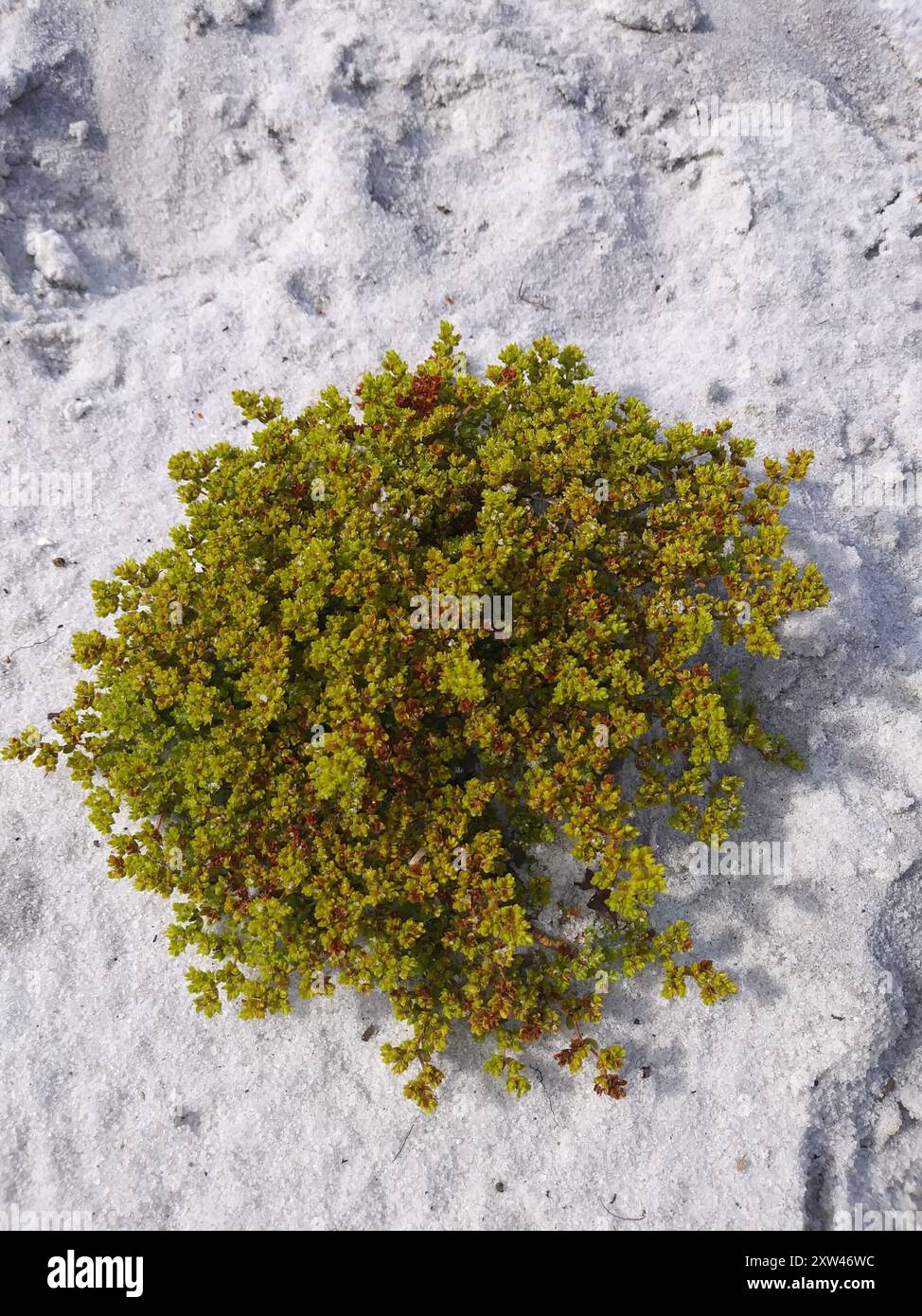 paper-like nailwort (Paronychia chartacea chartacea) Plantae Stock ...