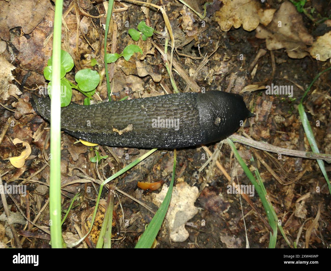 Ash-black Slug (Limax cinereoniger) Mollusca Stock Photo - Alamy