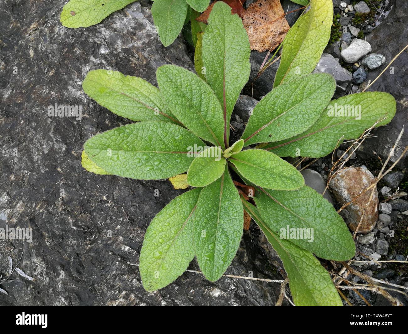 great mullein (Verbascum thapsus) Plantae Stock Photo - Alamy