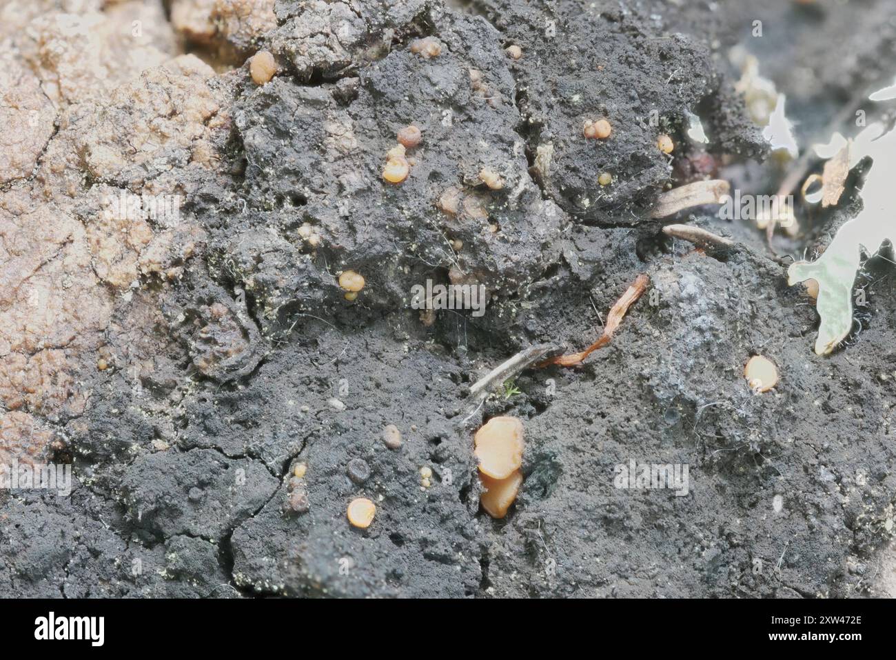 (Zythia resinae) Fungi Stock Photo - Alamy