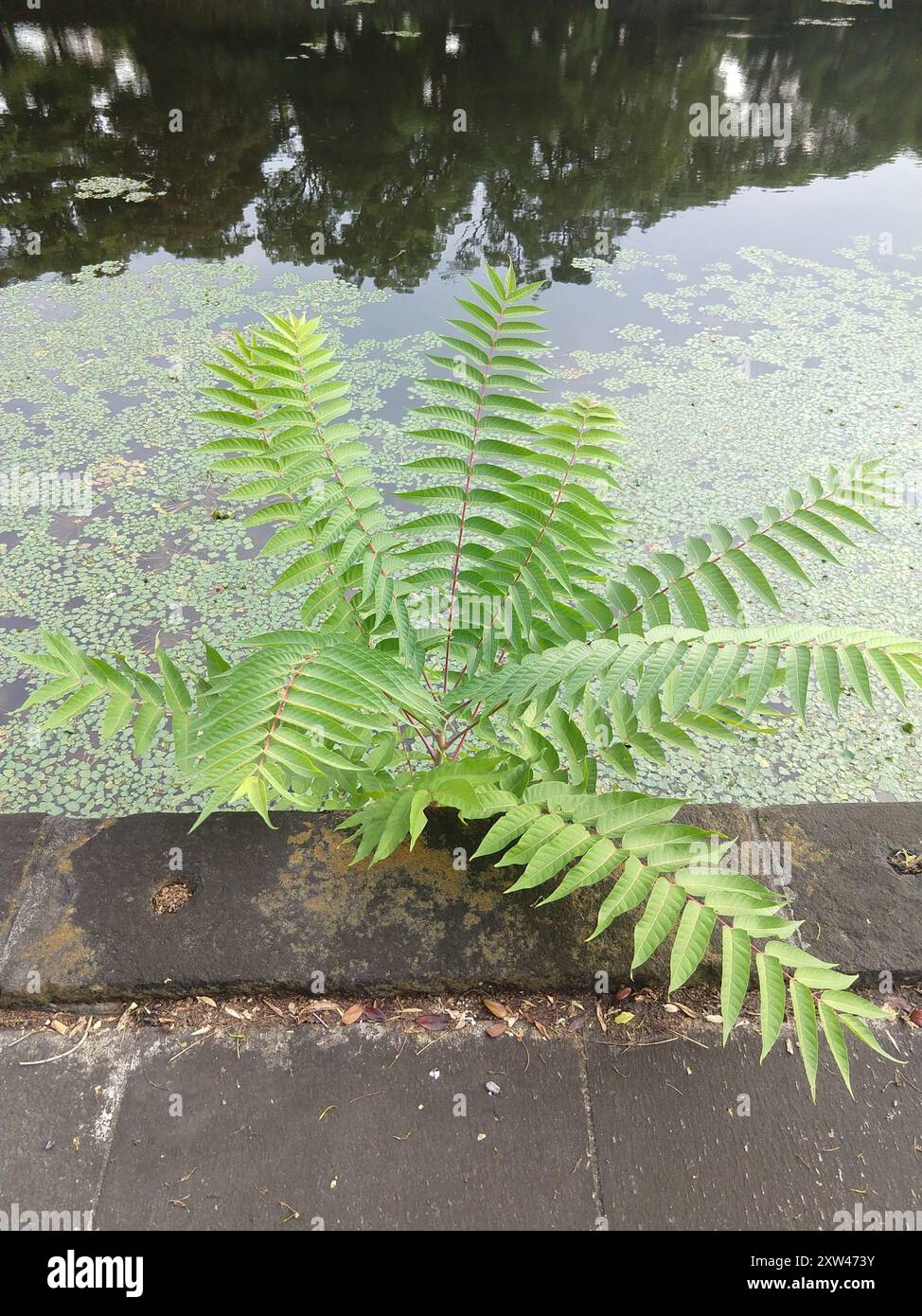 tree-of-heaven (Ailanthus altissima) Plantae Stock Photo - Alamy