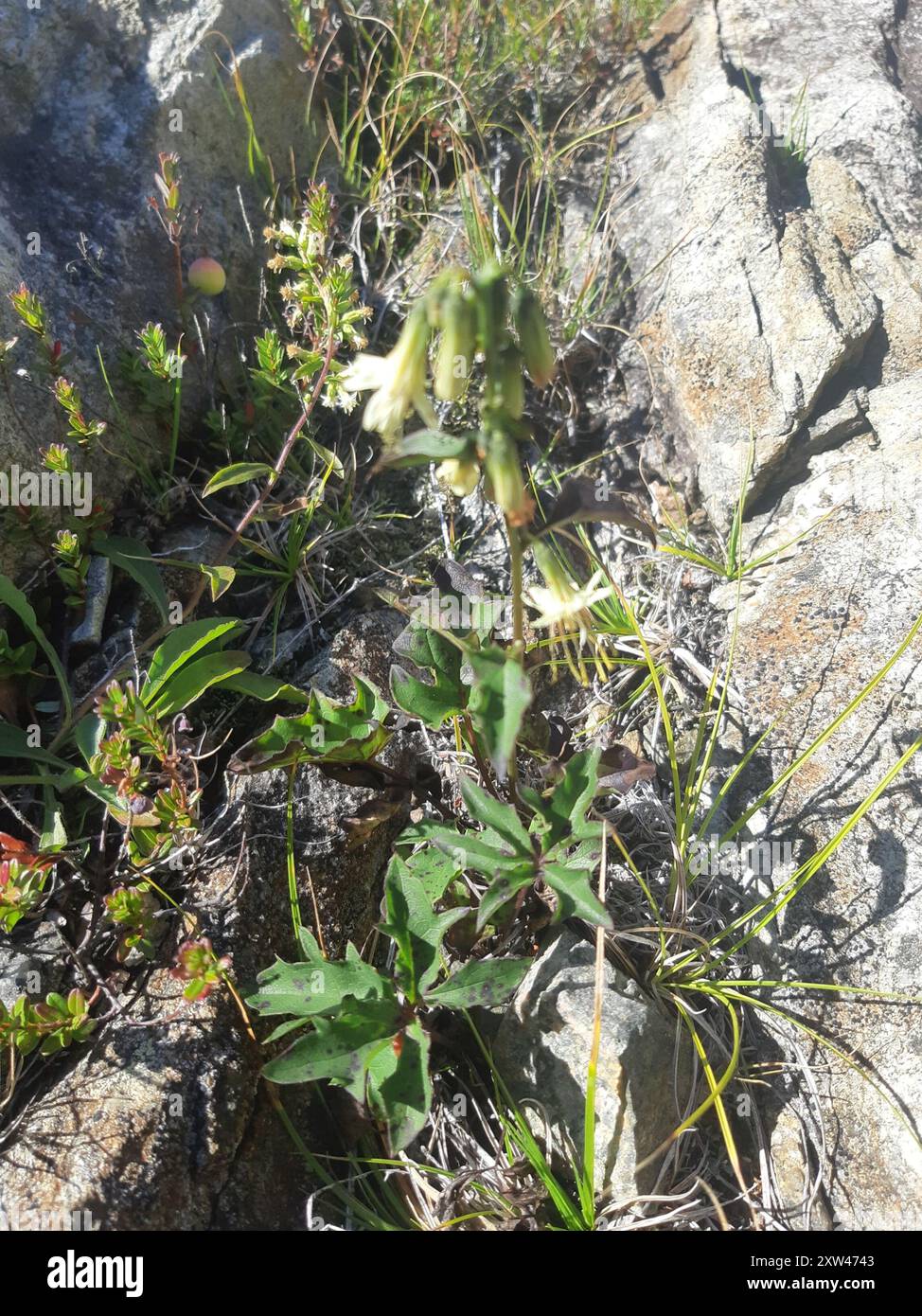 three-leaved rattlesnake root (Nabalus trifoliolatus) Plantae Stock ...