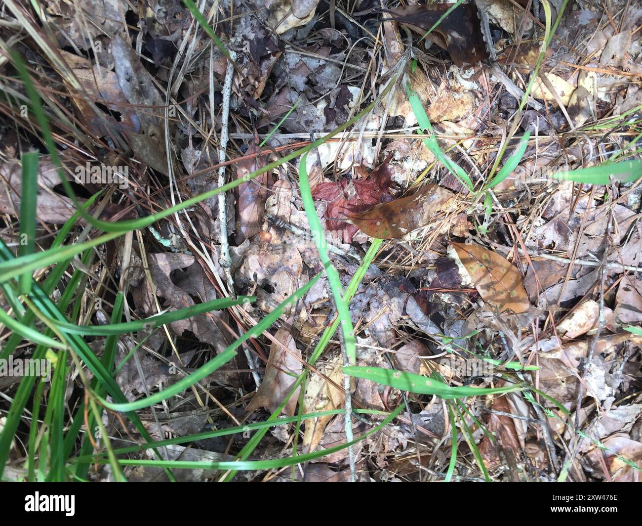 Grass-leaved prairie aster (Eurybia hemispherica) Plantae Stock Photo ...