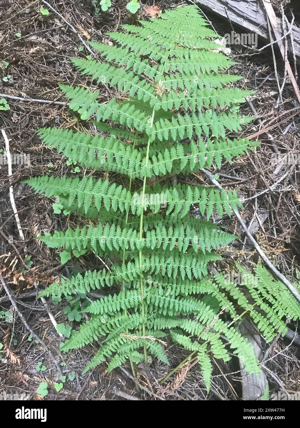 western lady fern (Athyrium filix-femina cyclosorum) Plantae Stock ...
