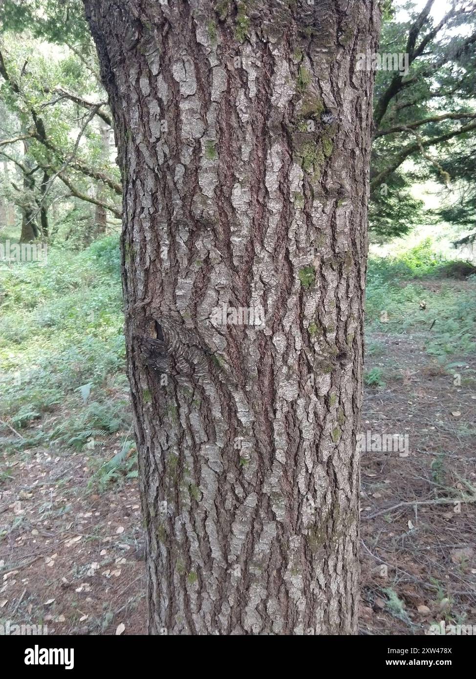 grand fir (Abies grandis) Plantae Stock Photo - Alamy