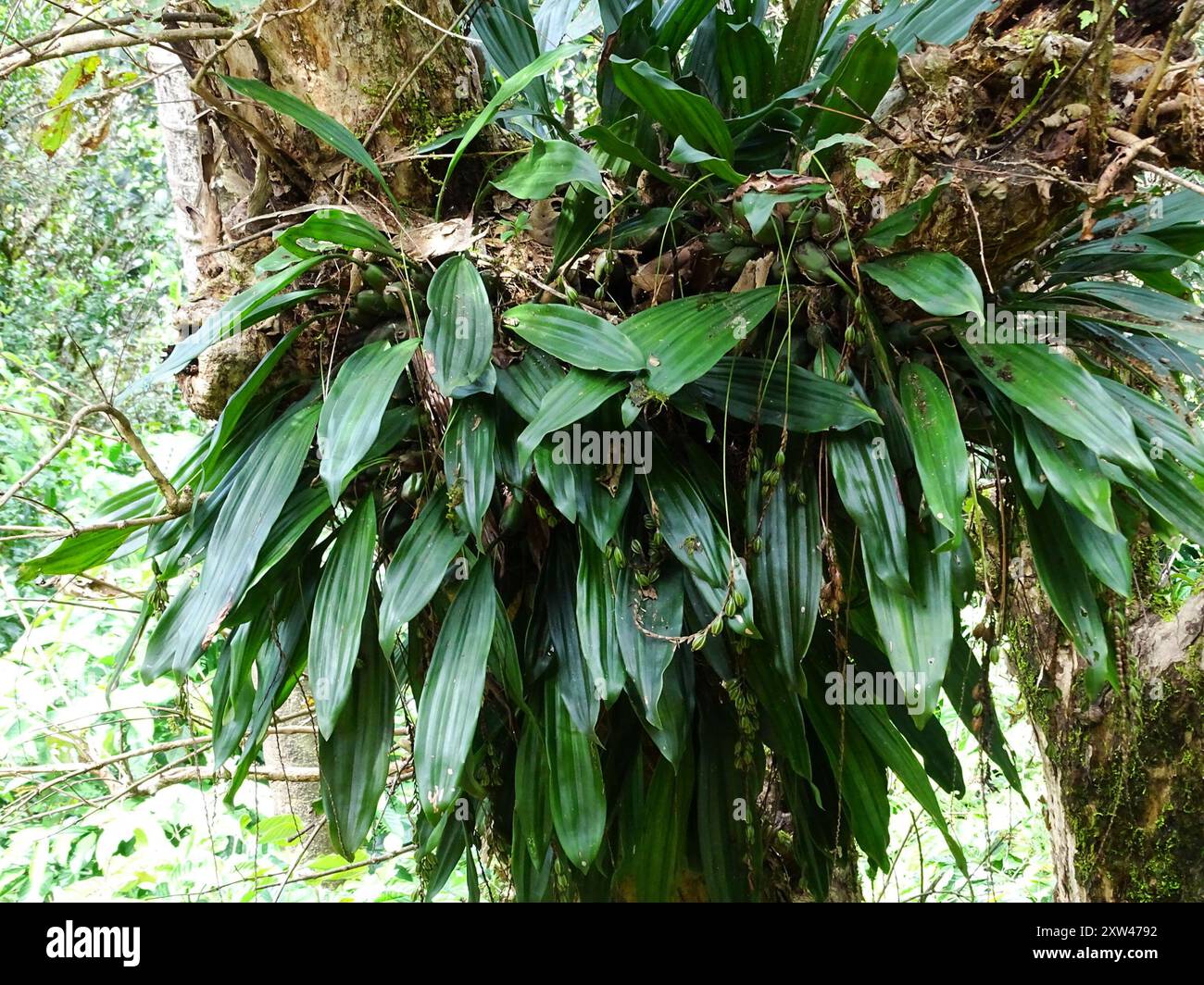 Pale Pholidota (Pholidota pallida) Plantae Stock Photo - Alamy