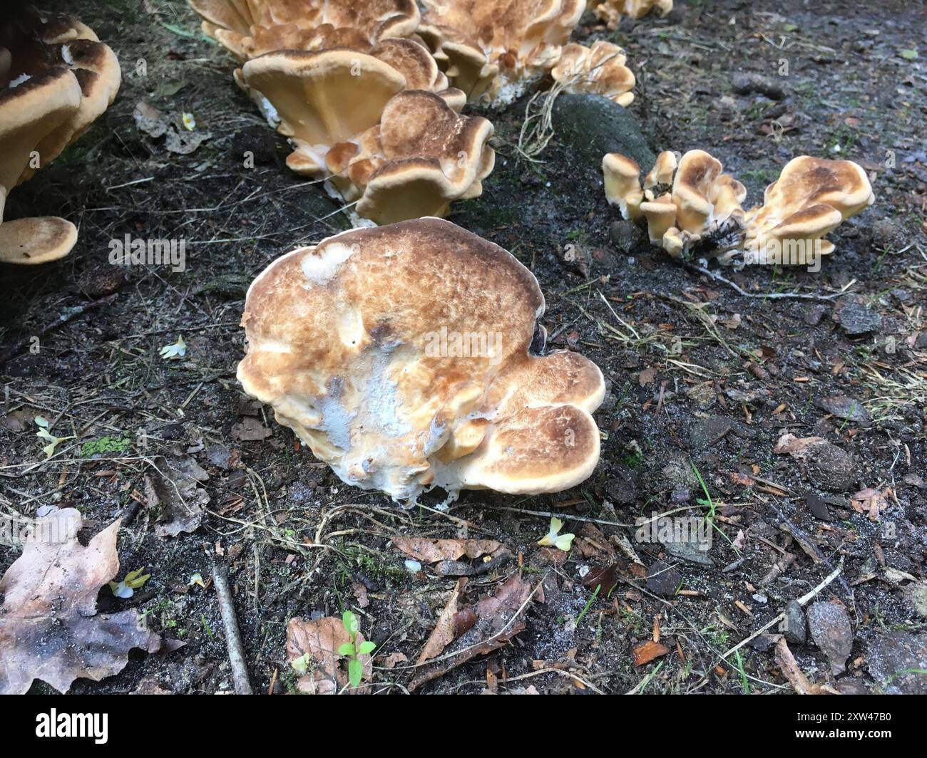 Giant Polypore (Meripilus giganteus) Fungi Stock Photo - Alamy